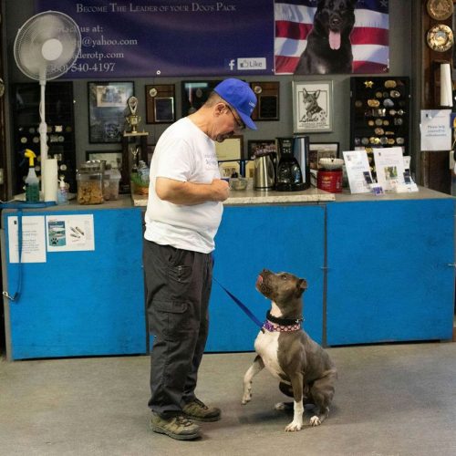 First-Rate Private Dog Training | Leader of the Pack Dog Training, LLC
